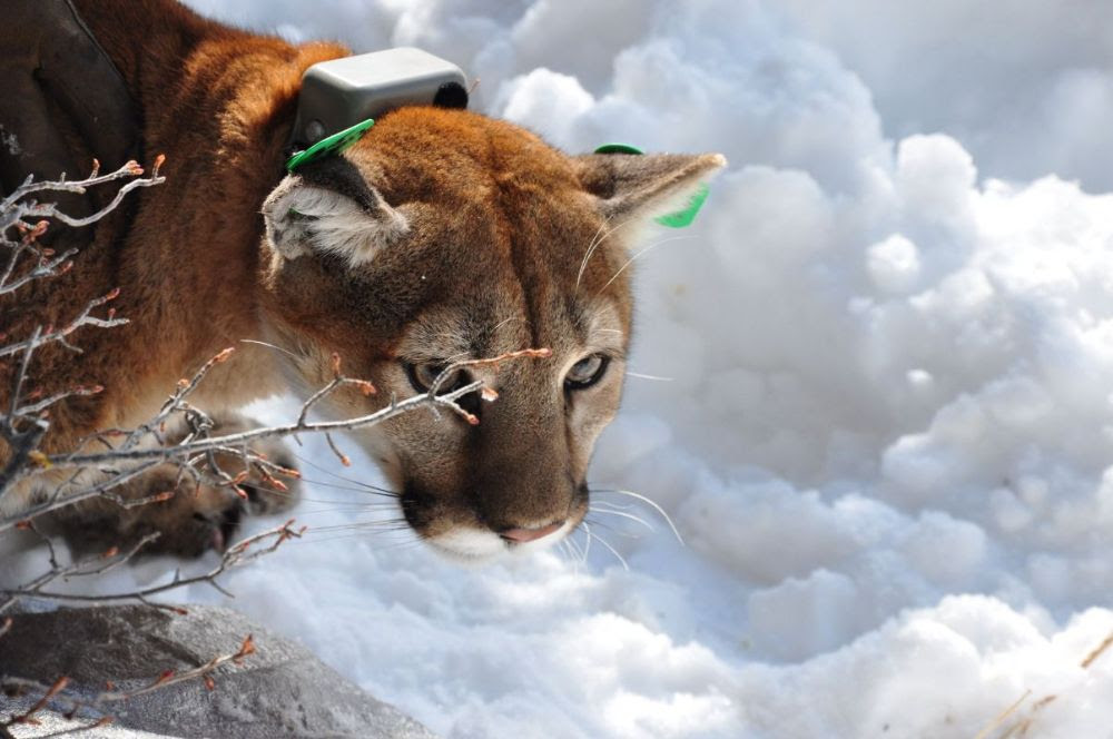 Agency dedication and technology implementation makes Colorado Parks ...