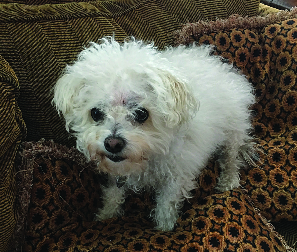 BIO BITES: Pondering the wolf on my sofa