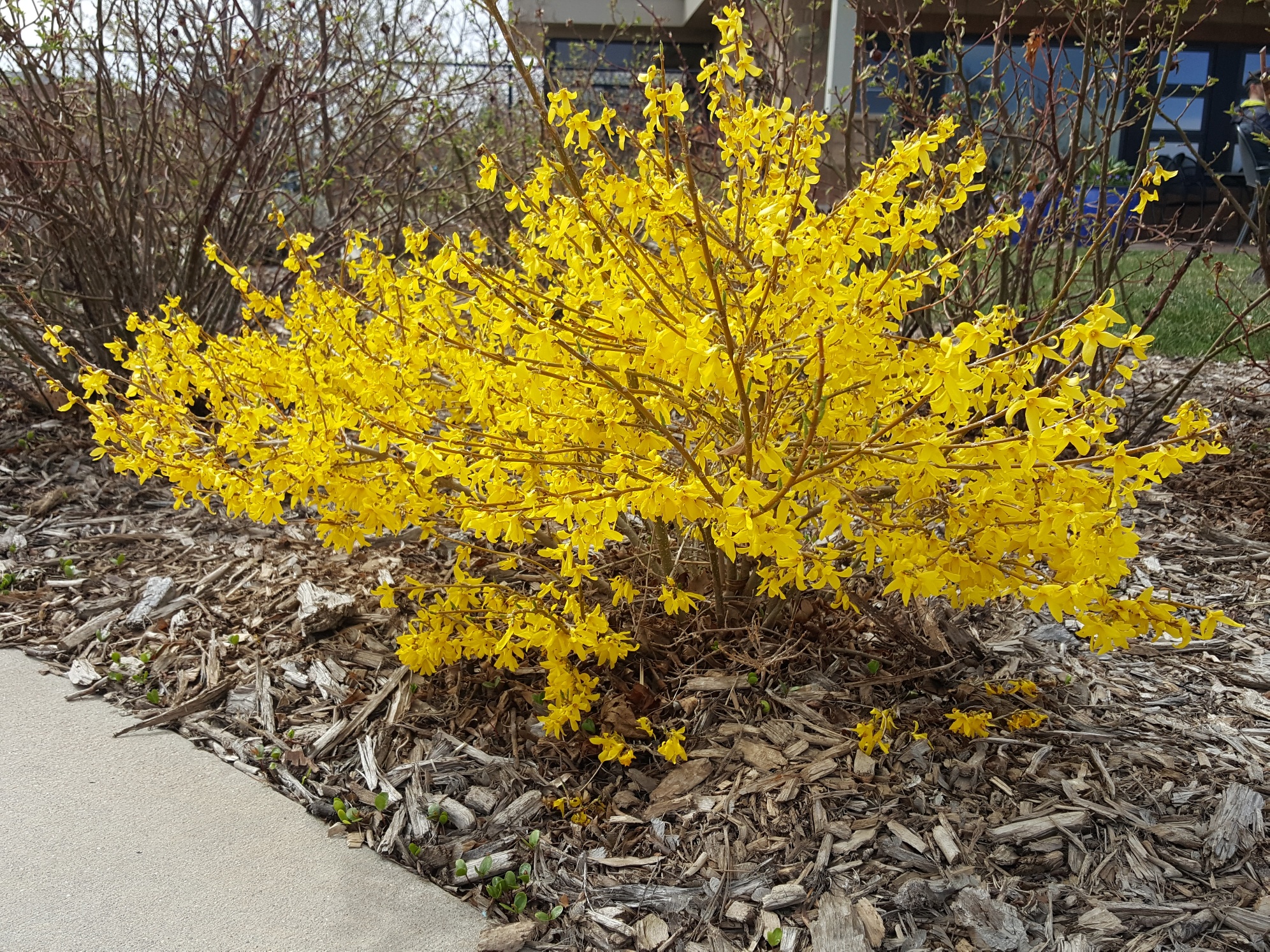 Plants for Early Season Bloom