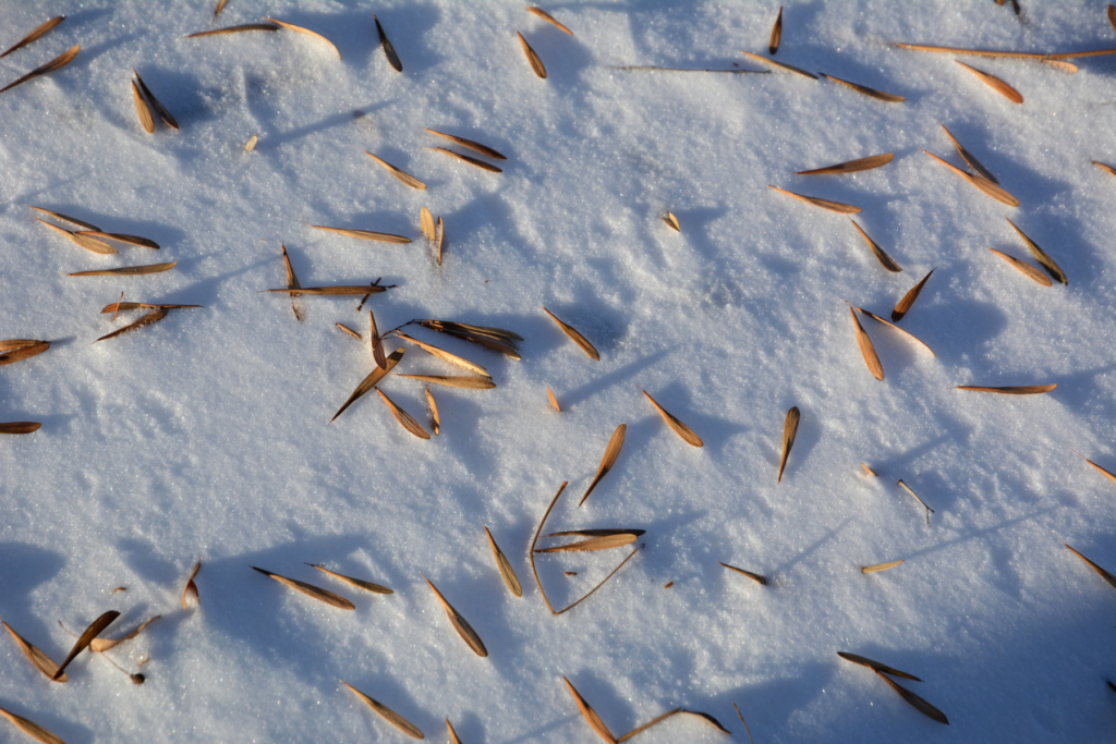 Sowing Annual Seeds on Snow