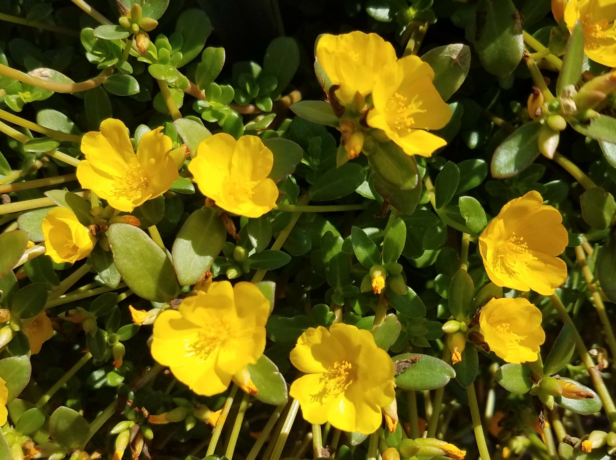 CSU Announces Annual Flower Trial Garden’s 2022 Winning Flowers