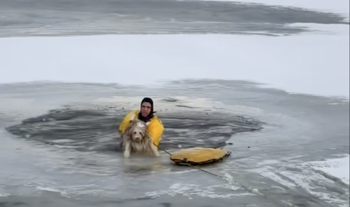 Firefighters Rescue Dog From Icy Pond on East Harmony Road